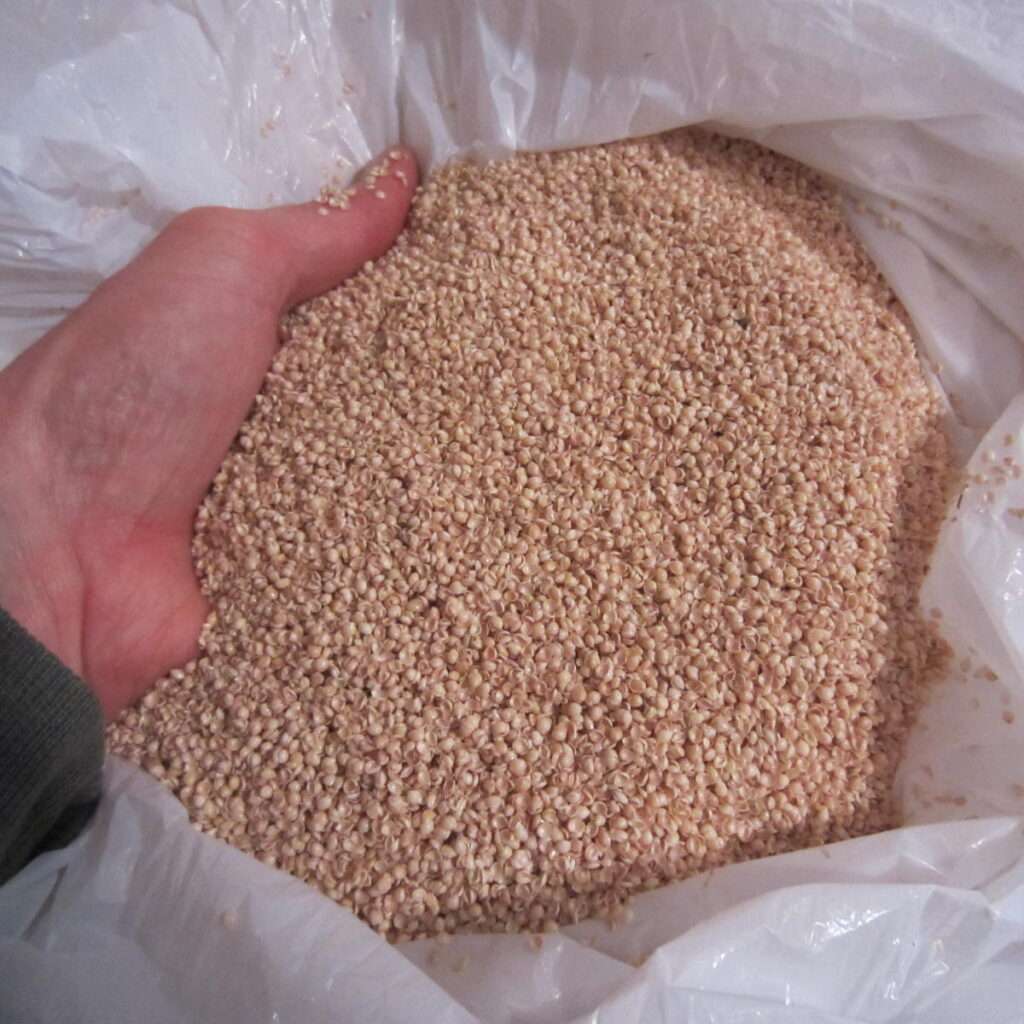 Bulk Millet Hulls for Sale! - Brett's Natural Health!